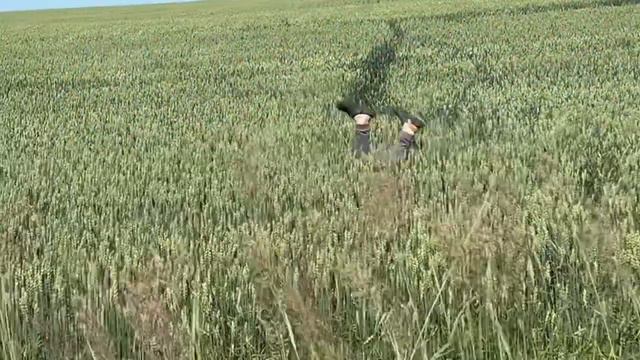 Тедди в деревню июнь 2024