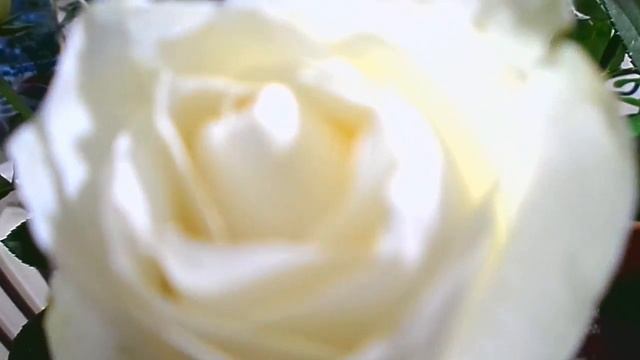 Память о прошлом. Живой букет роз.  Видео снято 16 окт. 2016 г..mp4