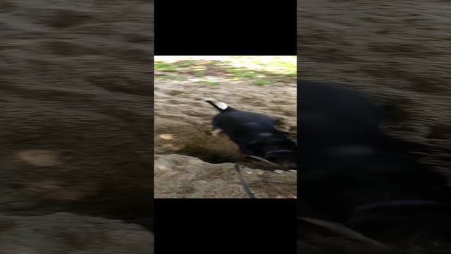 ❗Профессиональные землекопы❗ #shortvideo #собака #shortsvideo #funny #video #dogs #shorts #short