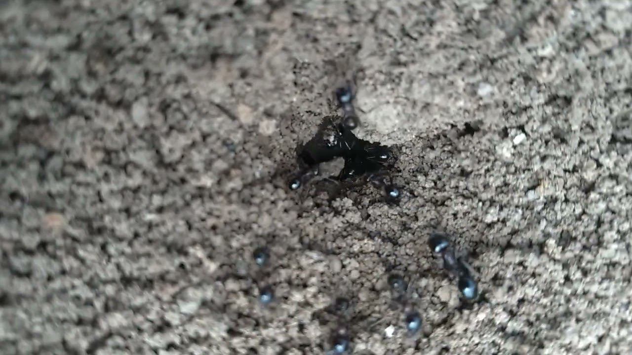 Муравьи в близи