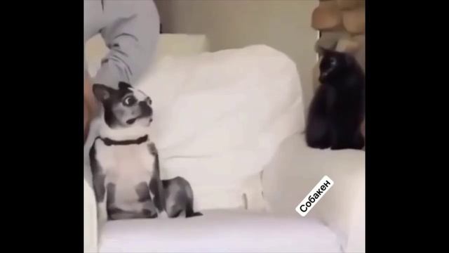 КАК КОШКА С СОБАКОЙ  - 1 ))