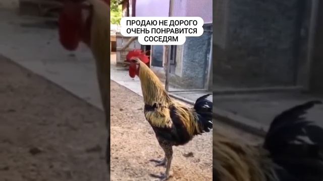 Не петух, а золото!