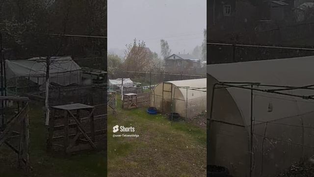 Матушка-земля, покрытая майским снегом.