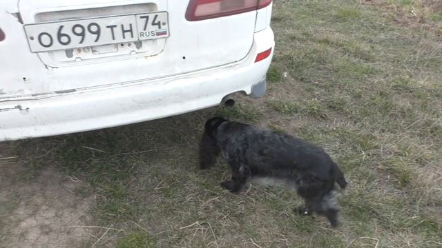 Ноузворк: поиск по запаху (русский спаниель обыскивает машину).mp4