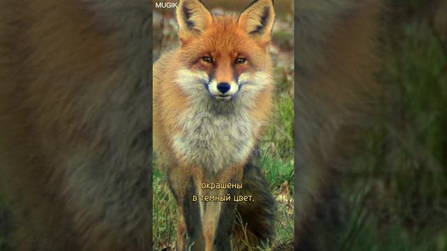 Часто является переносчиком вируса. Знаете ли вы? Природа #35