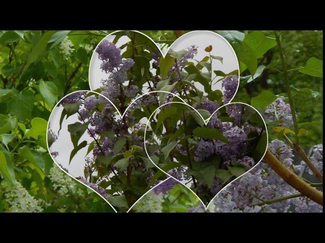 Проект ProShow Producer "Сирень"