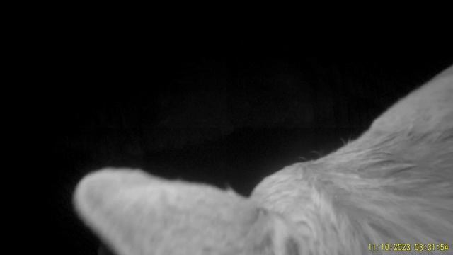 Лось европейский ест листья ночью_ФГБУ Нижне-Свирский заповедник