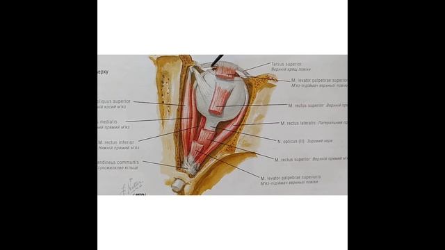 Вспомогательный аппарат органа зрения