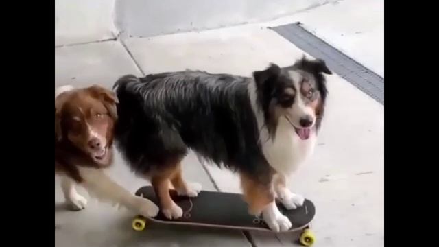 Короткие смешные сюжеты с собаками