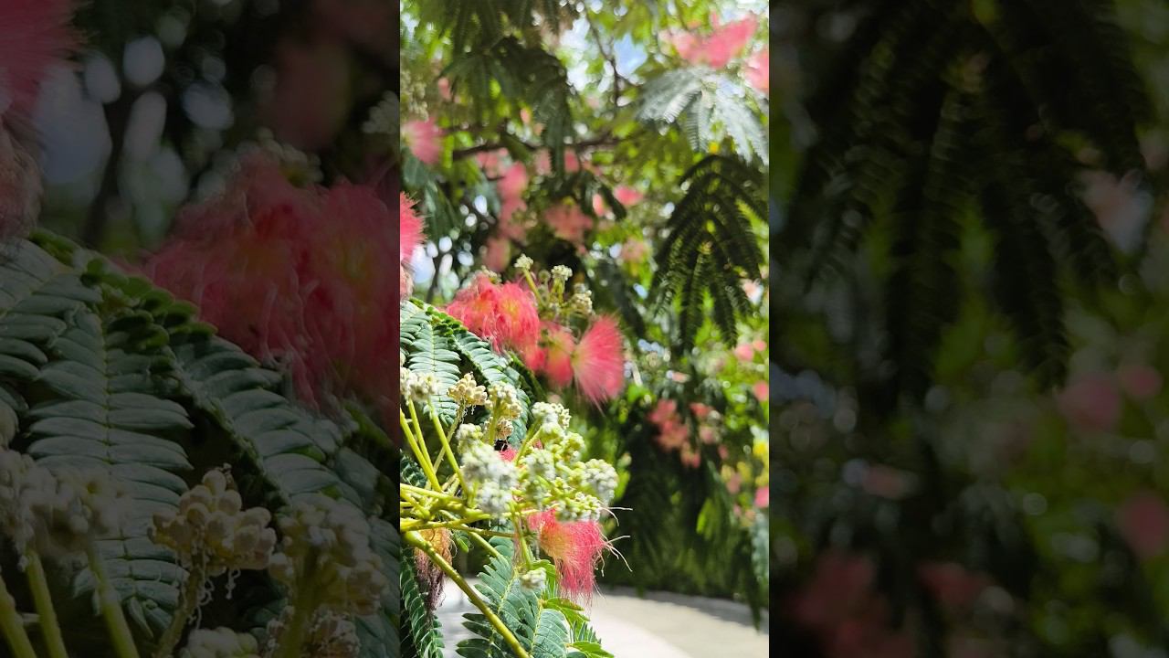 АЛЬБИЦИЯ ЗАЦВЕЛА 2026 ПАРК ГАЛИЦКОГО КРАСНОДАР СТРЕМИТЕЛЬНАЯ РЕКА