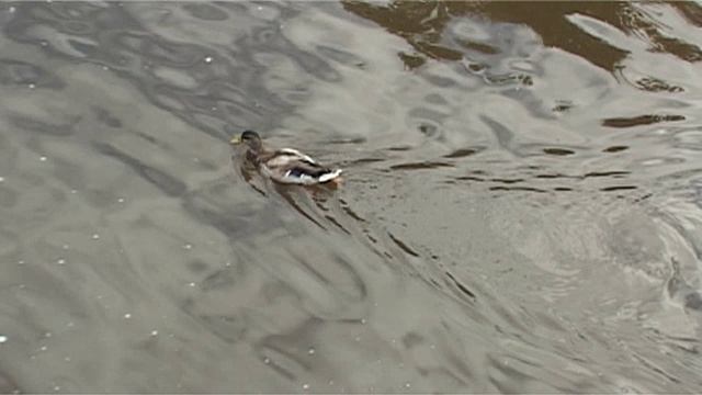 Свадебная прогулка Александра и Виктории.