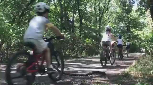 Как мы ездили в приют собак...