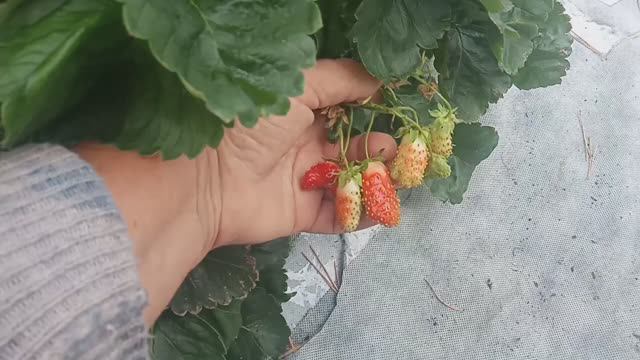 Это земклуника Барыня?!
Или обо всём по немногу.