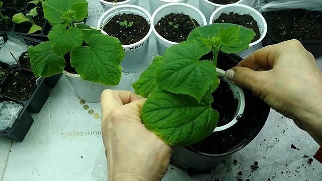 Пересадка ( перевалка) рассады огурца в большую емкость