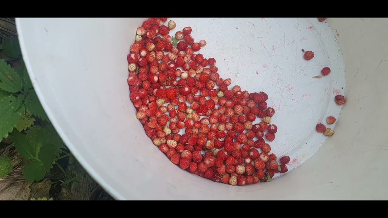 27 июня 2023 г. Ягодка пошла.