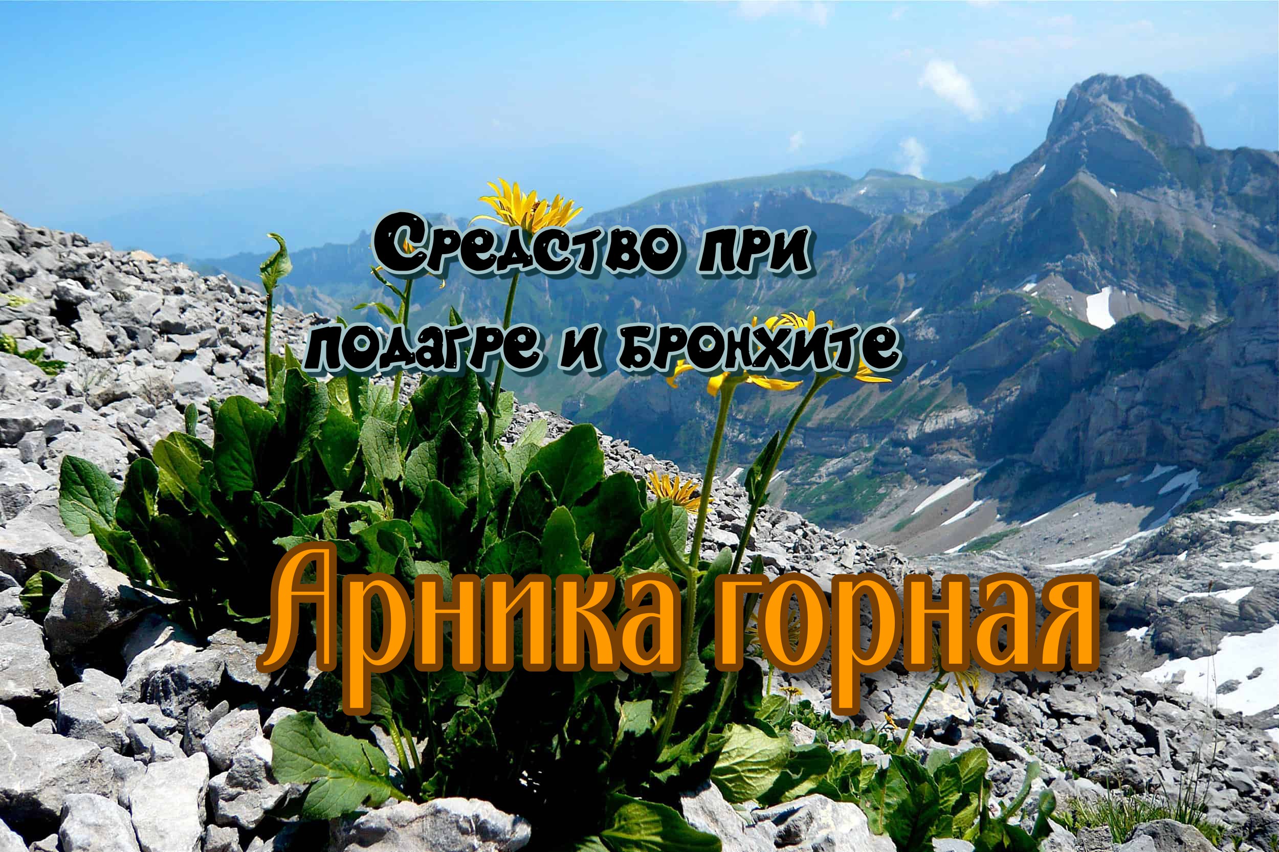 Средство при подагре и бронхите. Арника горная