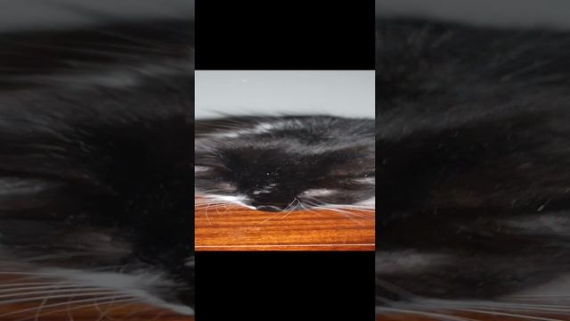 Запятая пытается меня укусить, спасла только вспышка...