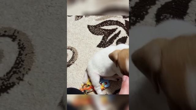 Весёлый щенок ??? ???