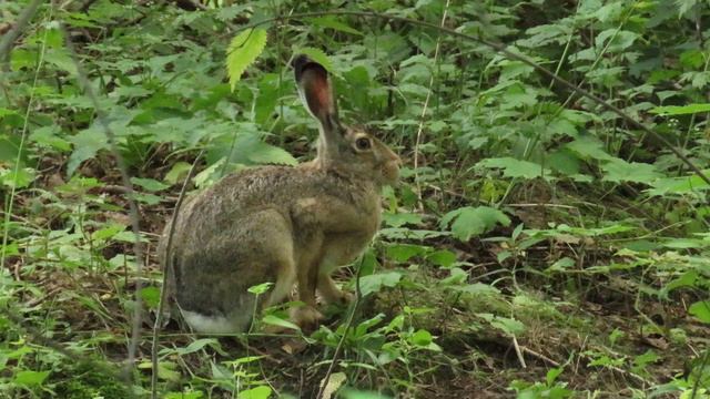 Заяц-русак #3, Крылатское, 02 августа 2024