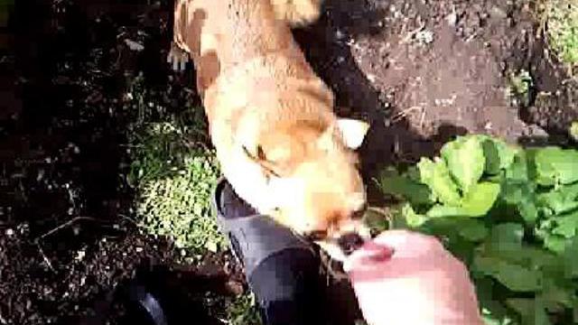 Внуки с бабушкой