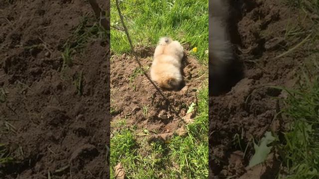 Землеройка