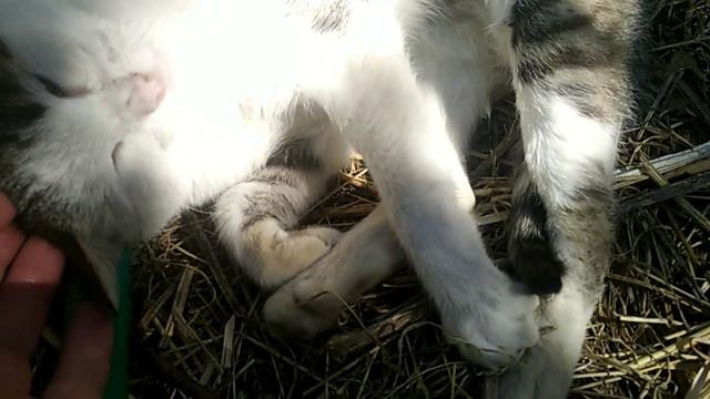 Душа на солнышке греется а мокрые места переходим аккуратно 🐈