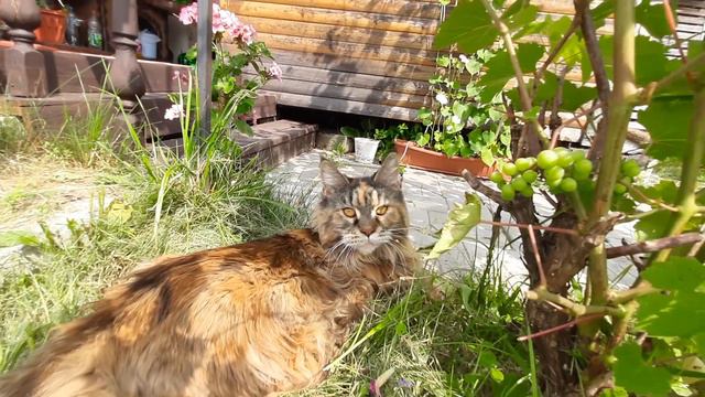 Старая Дача, у соседки в гостях, спасаем ёжика, ночная иллюминация