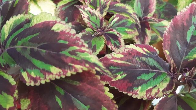 Колеус Octоber Wеdding