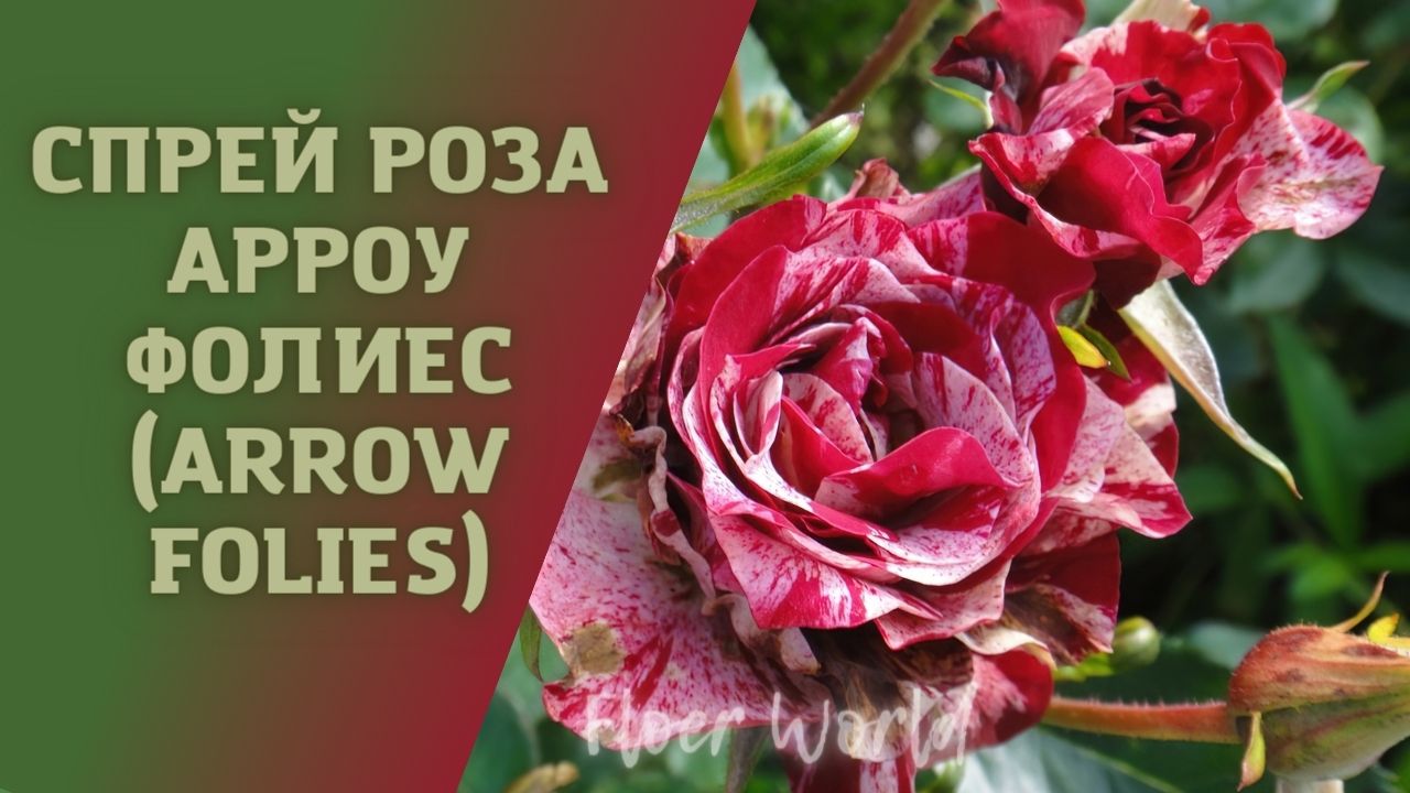 Спрей роза Арроу Фолиес (Arrow Folies).😍