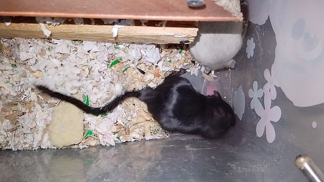 Ника копает в уголке, а ее муж, Олег, смотрит, выглядывая из домика