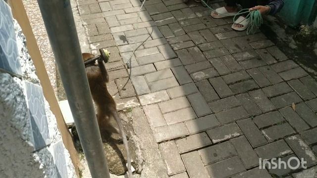 обезьянка выступает, новая программа