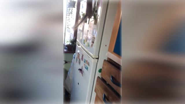 Осторожно! Белки в городе!!! Часть 1