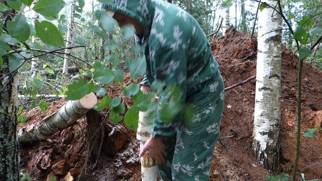 Как заготовить сколотень. Со свежих и гнилых берёз.
