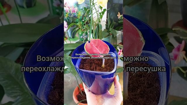 Почему погибает самый молодой лист в точке роста? 🌱 #ответы на #вопросы 🌸 #цветы #растения #shorts