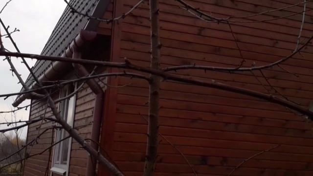 Уход за ежевикой. Обрезка