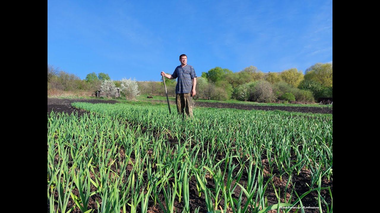 Сад-огород, мощно всё растёт-цветёт!  23 апреля 2024