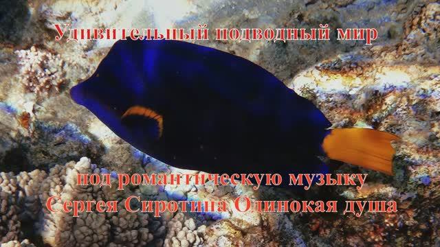 Удивительный подводный мир Зебрасома желтохвостая Императорский хирург.