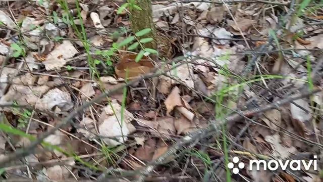 ❗ГРИБНОЙ СЕЗОН 2022 ? МАЙ❗