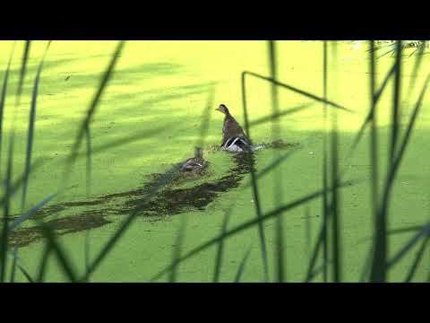 Утиные разборки