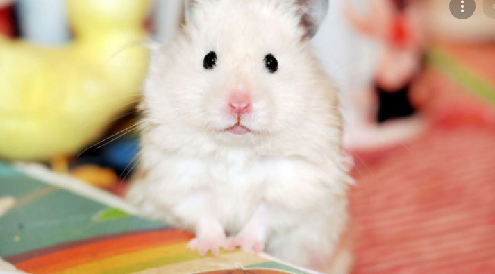 ПУШИСТЫЙ И КРАСИВЫЙ ХОМЯК