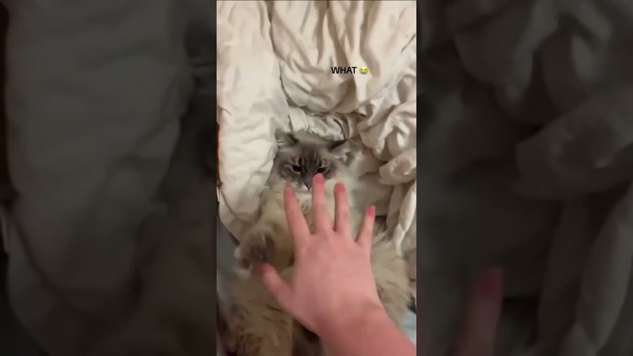 Смешные животные/ Котики  #shorts #животные #кошки #собаки  #животные