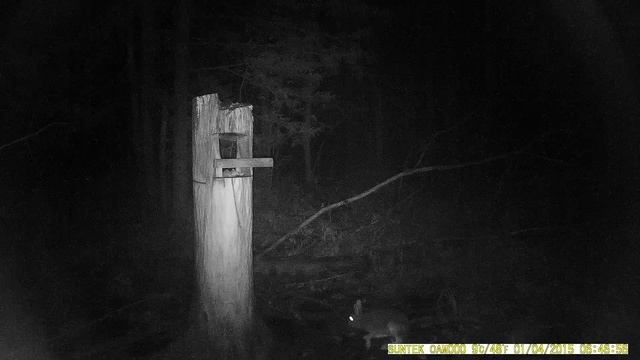 Заяц пришел на солонец для лося. Солонец для зайца