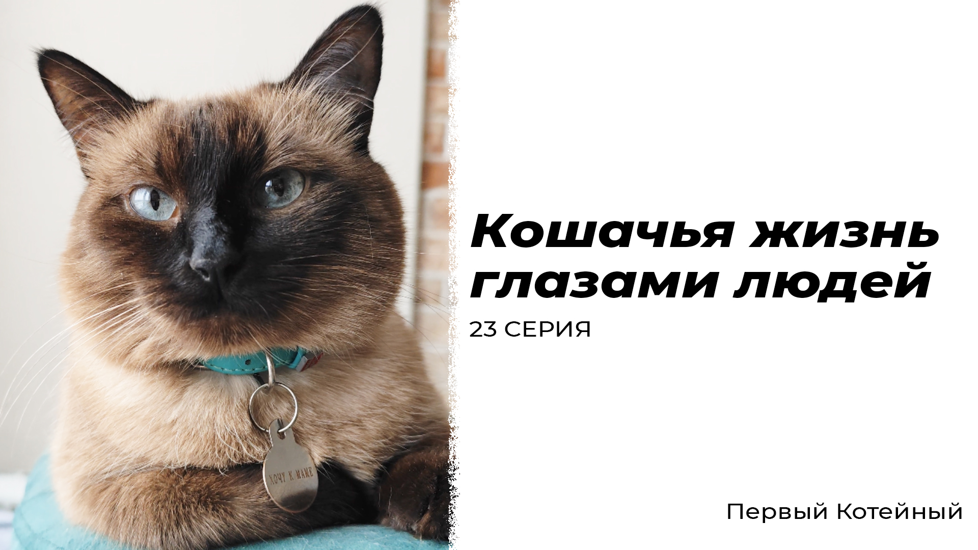 Кошачья жизнь глазами людей — 23 СЕРИЯ