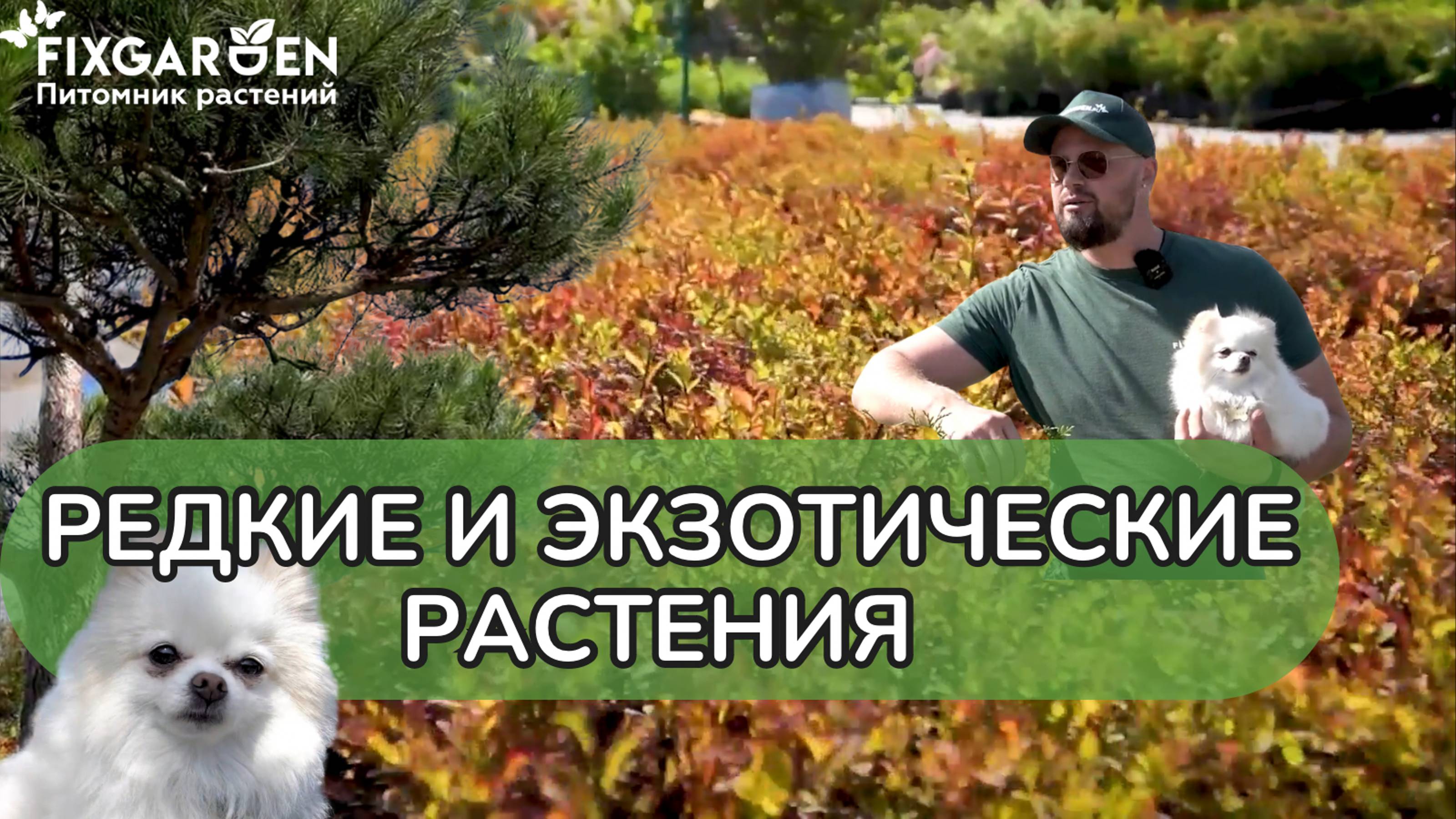 Экзотические и редкие растения