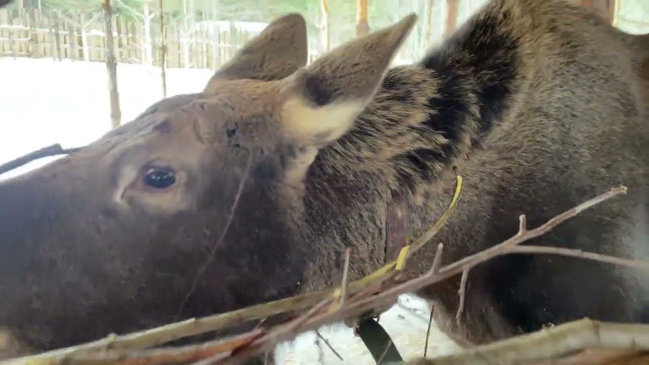 Кормление оленей и лосей