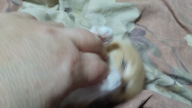 Наш новый житель