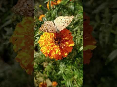 Бабочки на цветах #Shorts