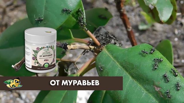 УНИЧТОЖИТЕЛЬ МУРАВЬЕВ