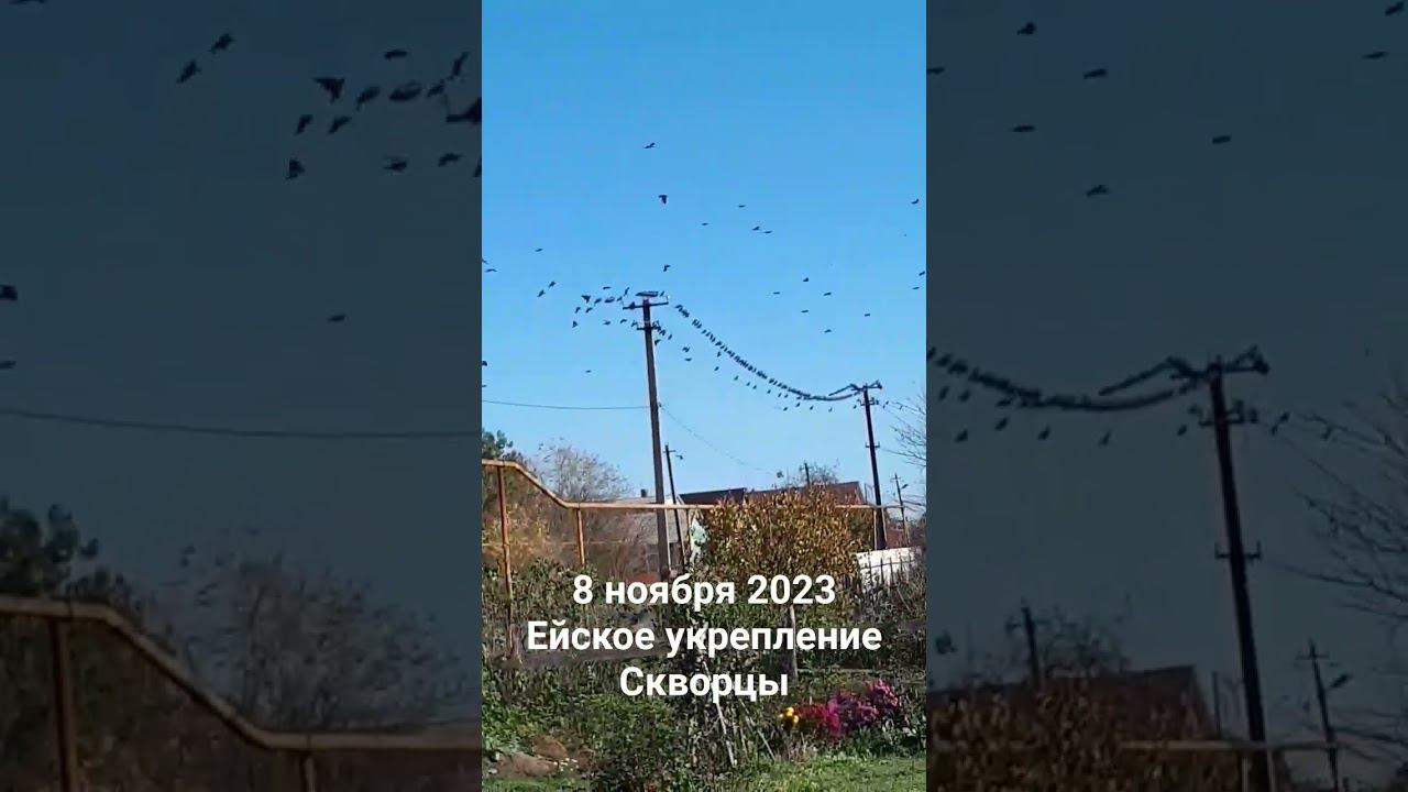 скворцы, 8 ноября 2023 г.