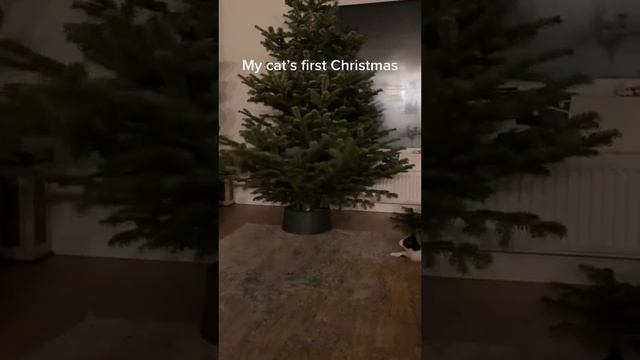 VID_20221227_230956_293.mp4